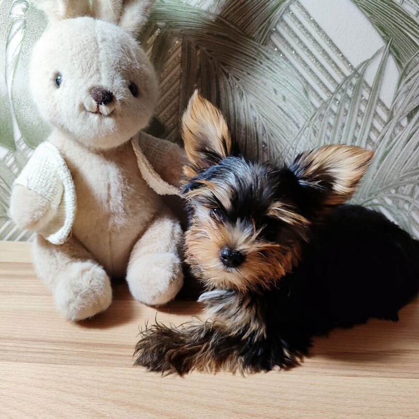 Йоркширский терьер