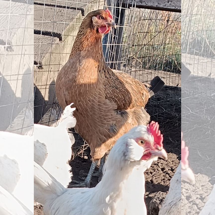 Куры молодки несушки