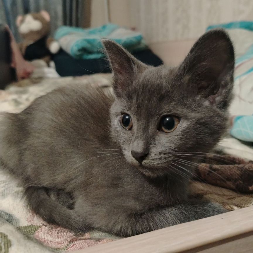 Невский маскарадный котёнок