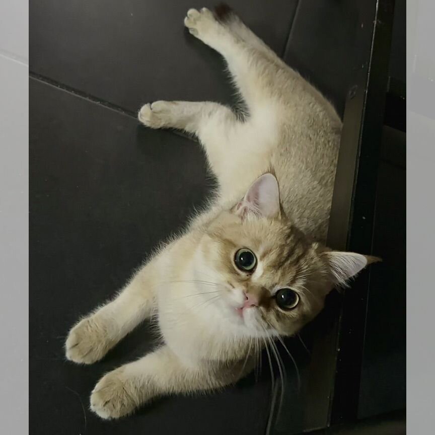 Котенок британский чистокровный
