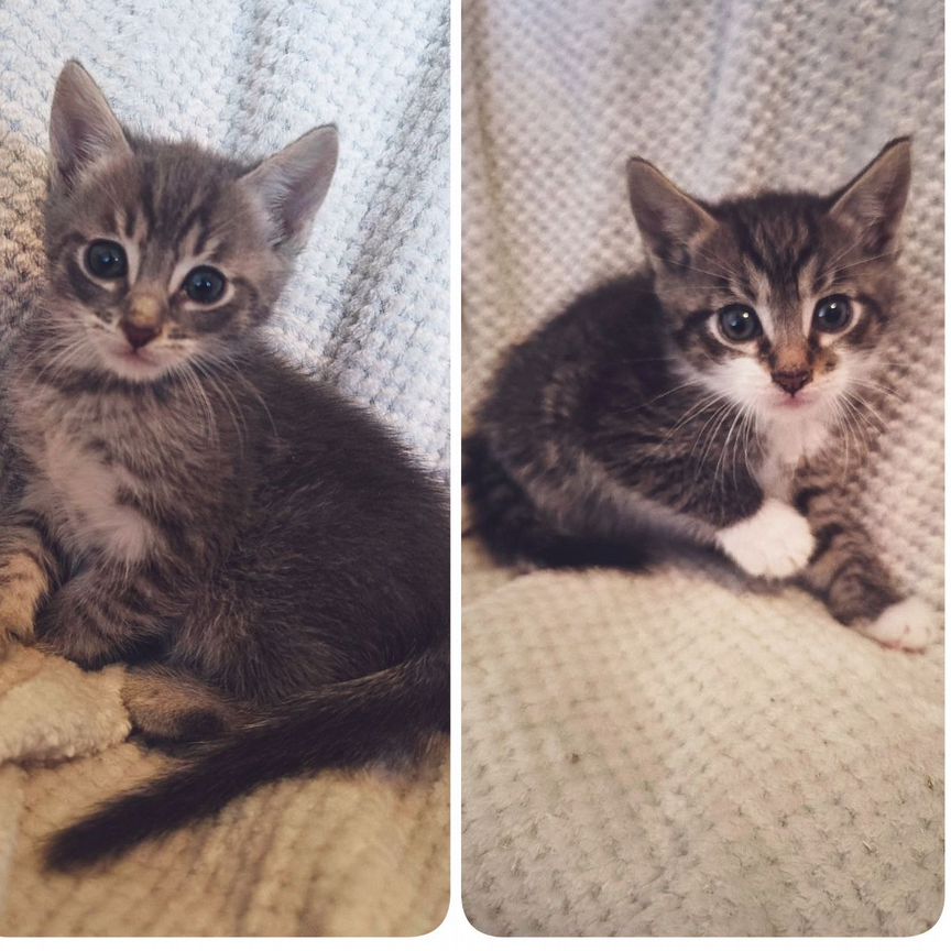 Котята мальчики в добрые руки