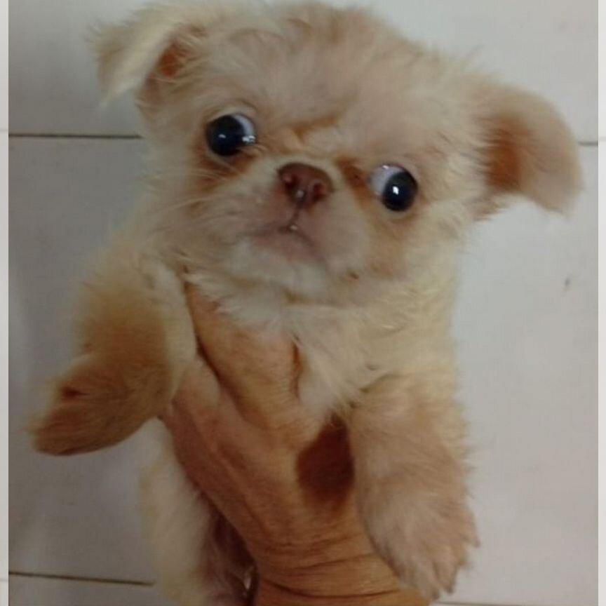 Чихуахуа, щенок