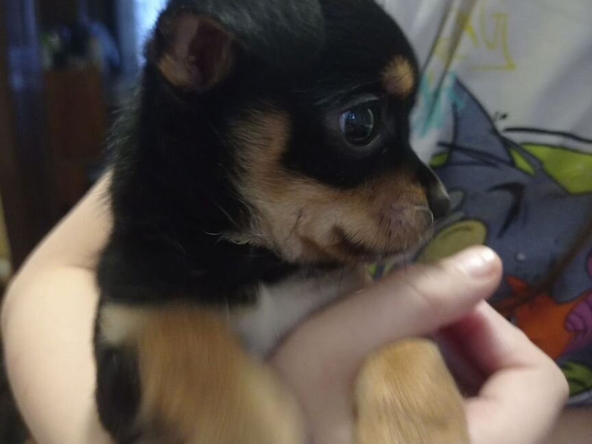 Щенок чишка- той