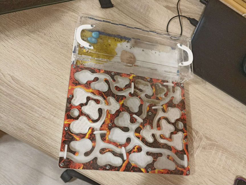 Террариум для муравьев