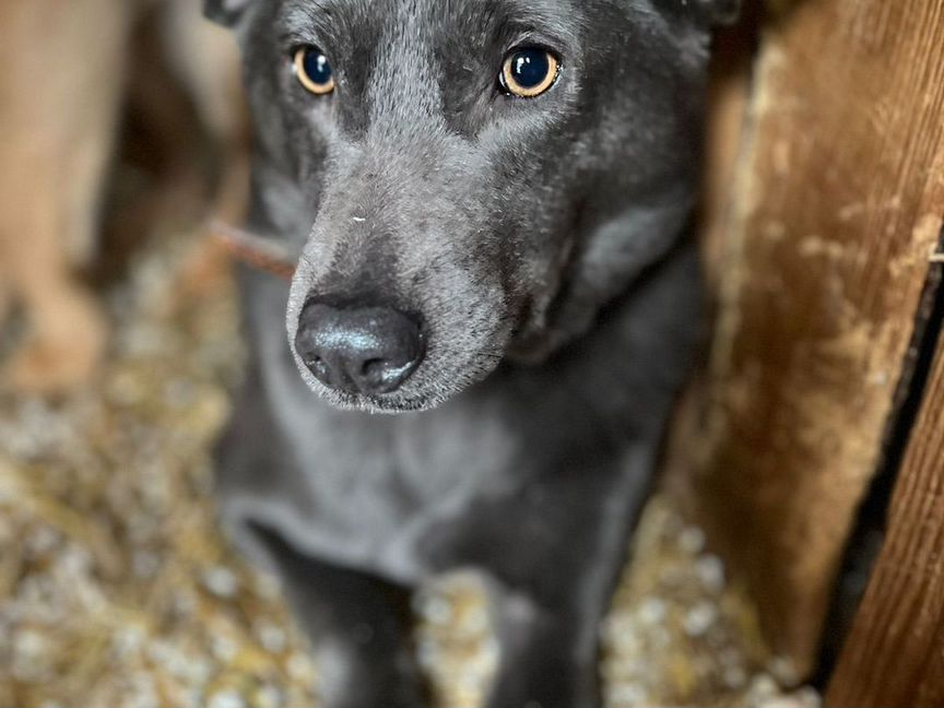 Бывшедомашняя собака оказалась в приюте