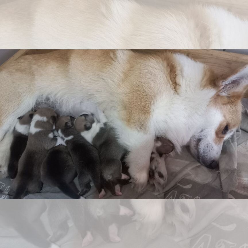 Щенки вельш корги пемброк