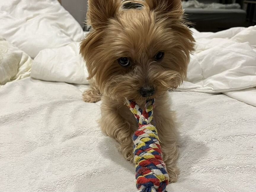 Йоркширский терьер взрослый мальчик