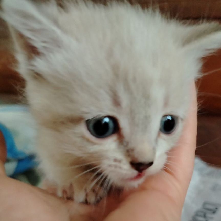 Котёнок в добрые руки