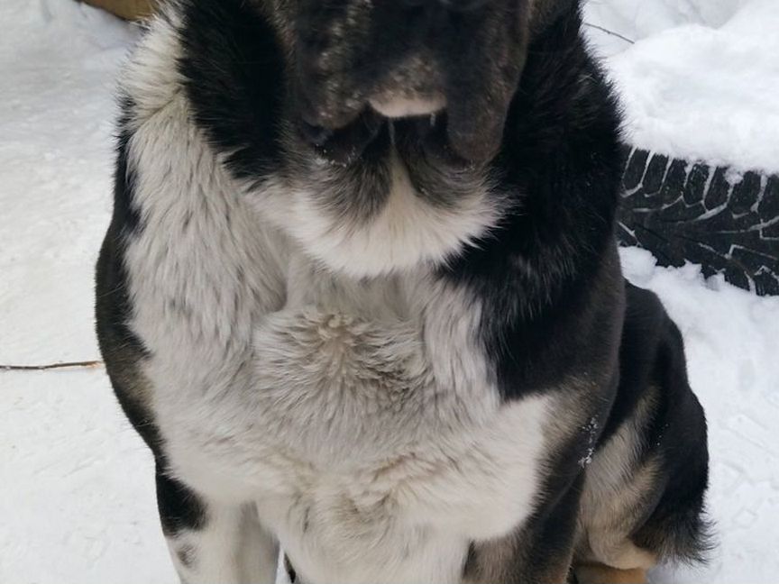 Вязка алабай