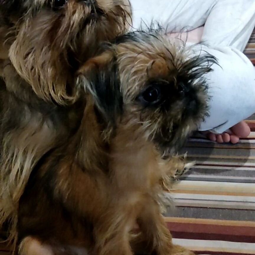 Брюссельский рыжый гриффон