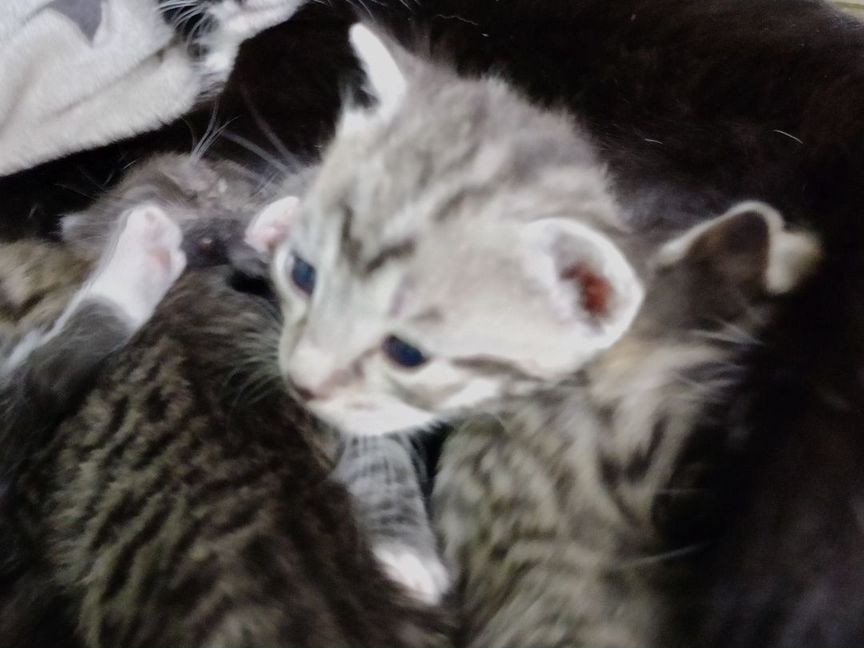 Кошки породистые