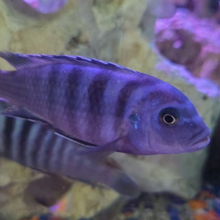 Аквариумные рыбки/ африканские цихлиды