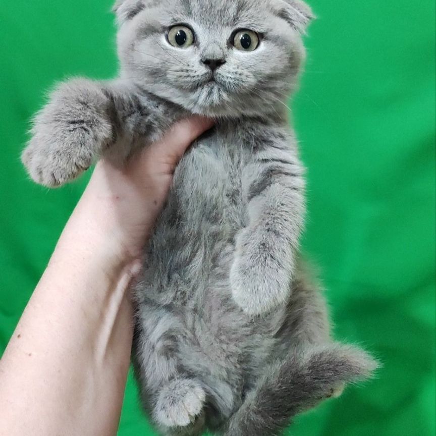 Плюшевая девочка