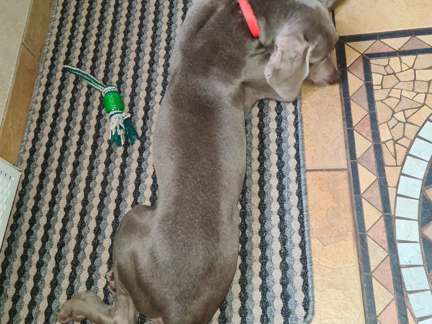 Собаки щенок