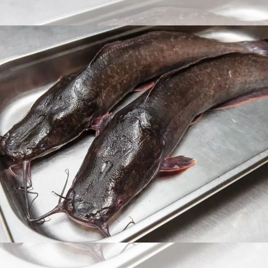 Клариевый сом