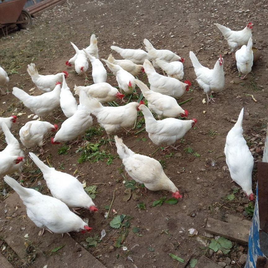 Куры молодки несушки домашние
