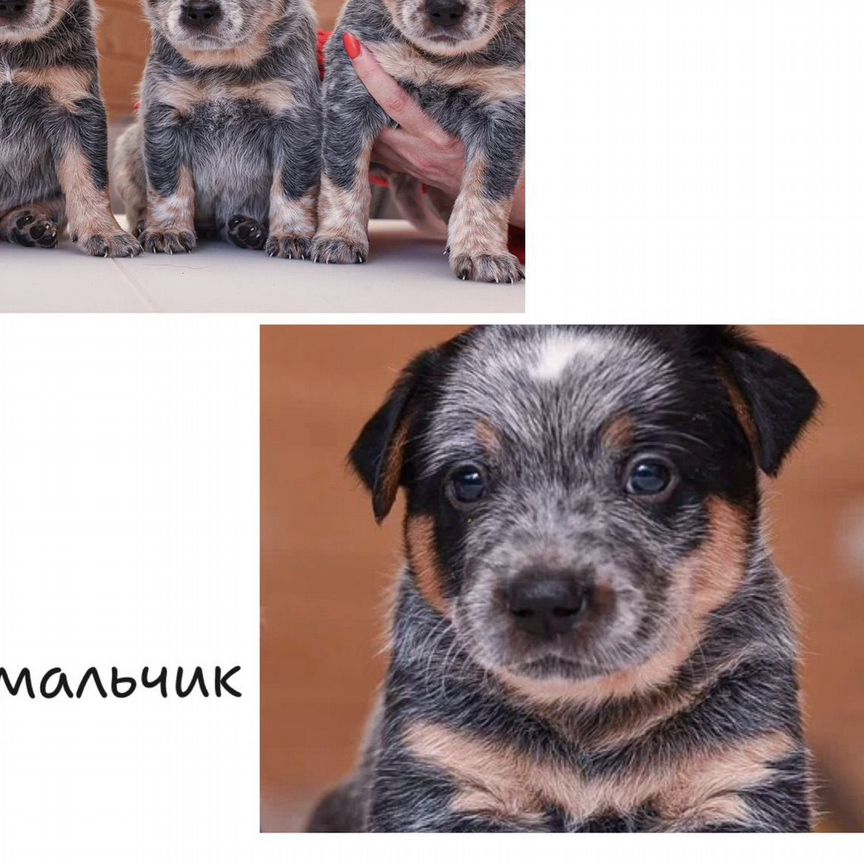 Австралийский хилер щенки