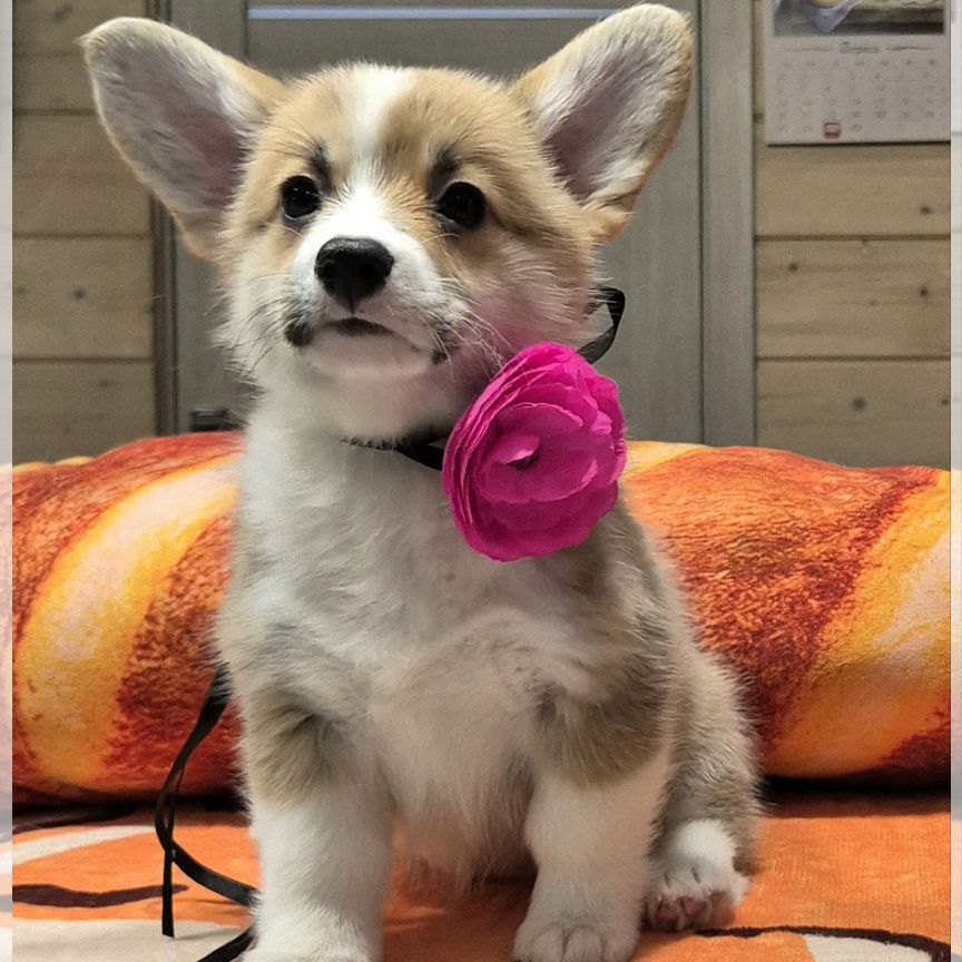 Вельш Корги Пемброк, щенок