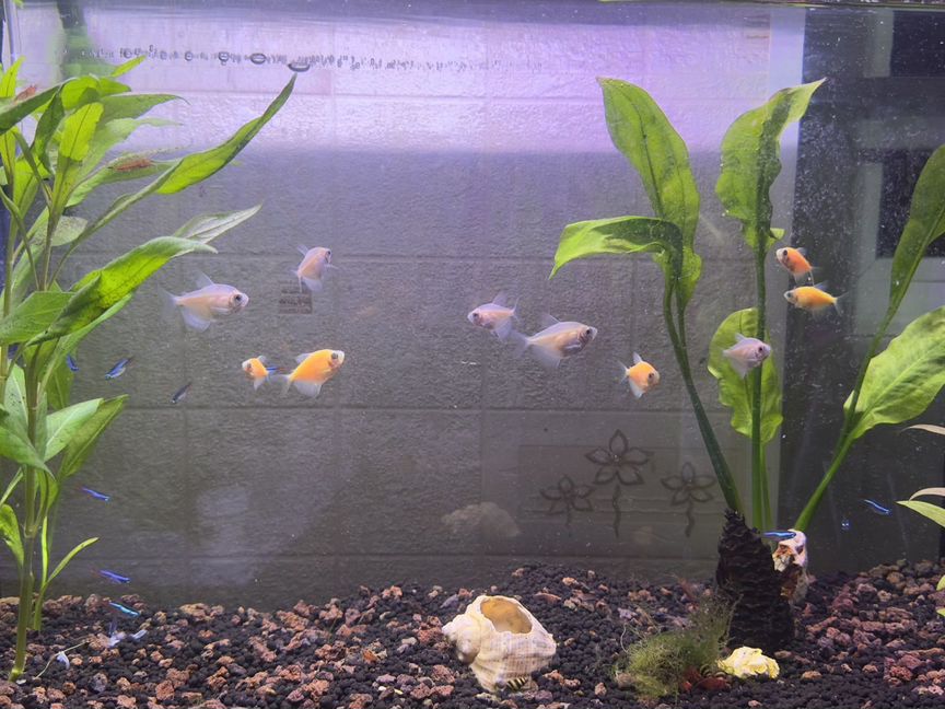 Тернеции и неоны