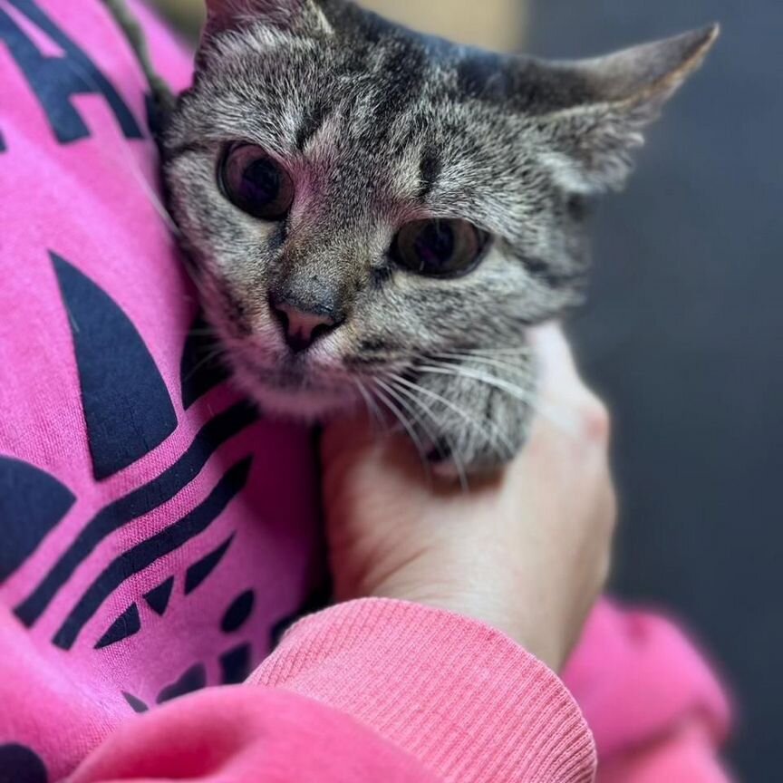 Ласковая киска Сия из приюта ждёт свою семью