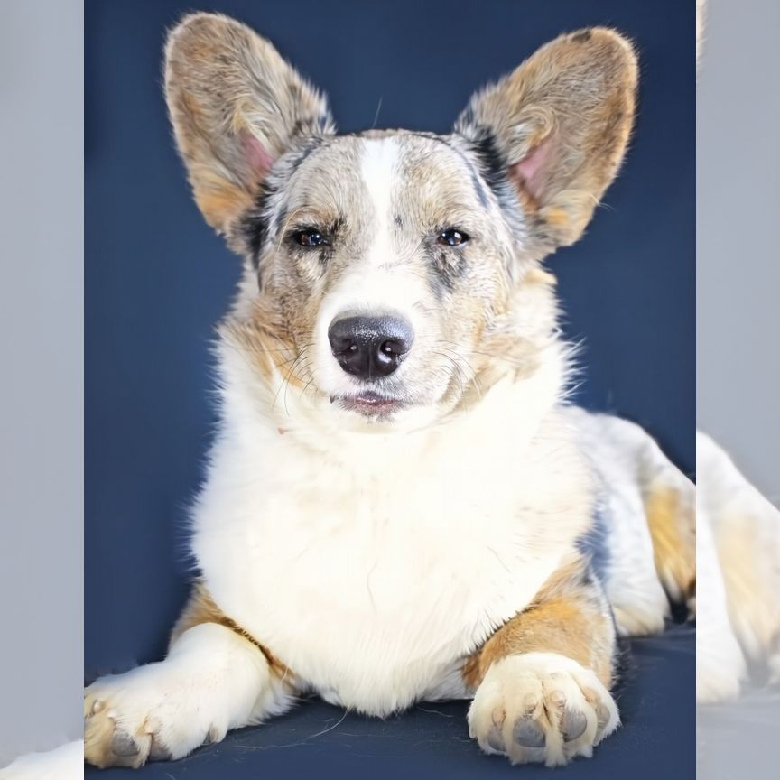 Вельш Корги Пемброк, щенок