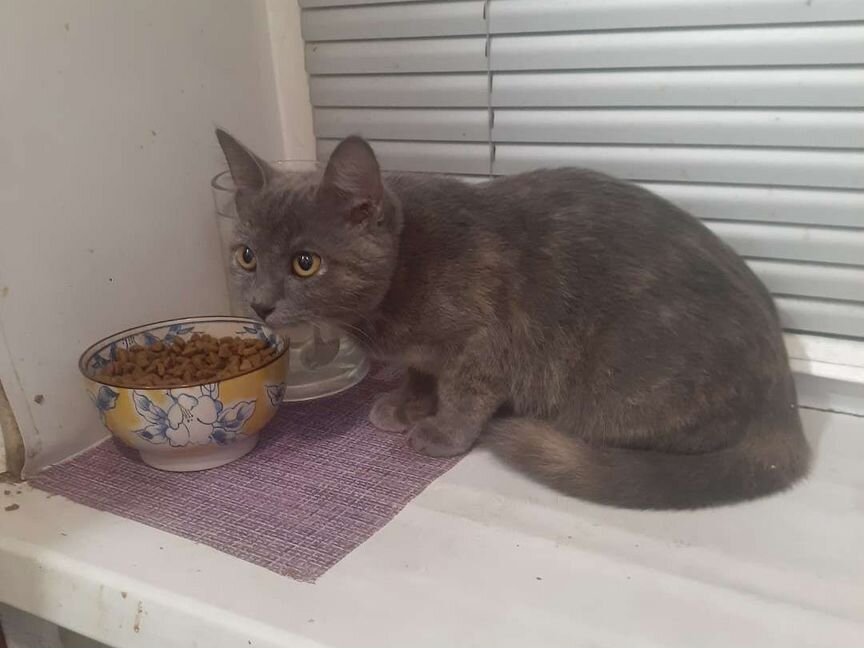 Котенок