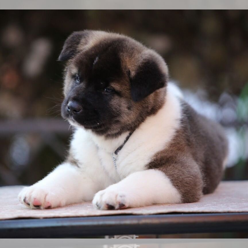 Американская акита, щенок