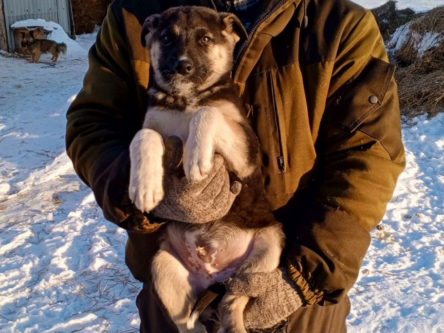 Отдам щенков