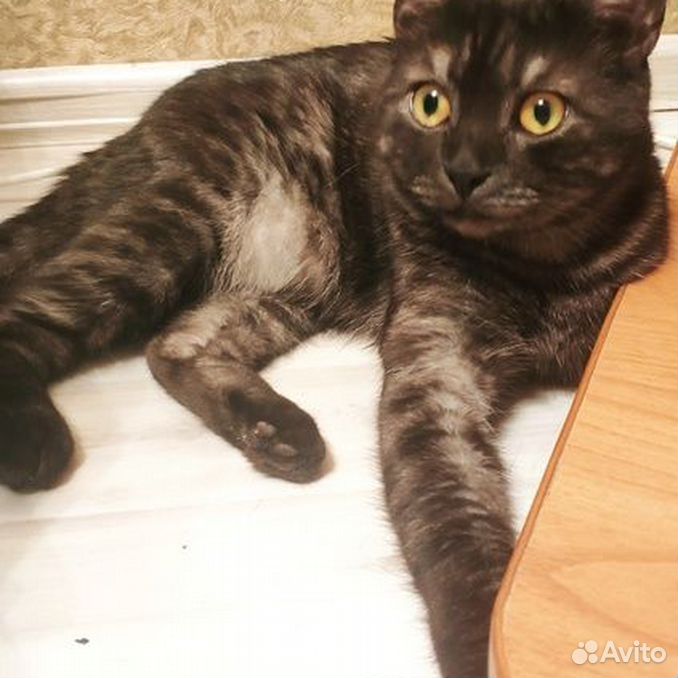 Кот, который принесет удачу и деньги