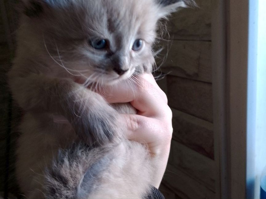 Обычные котята