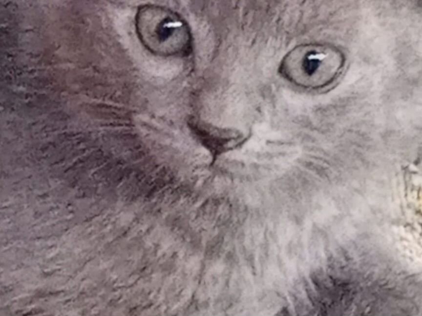 Котята мама Тайка папа огромный серый кот