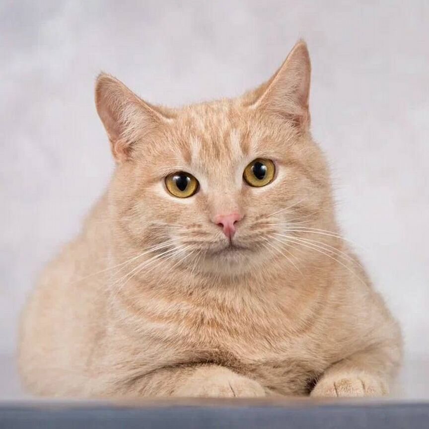 Необыкновенный котик