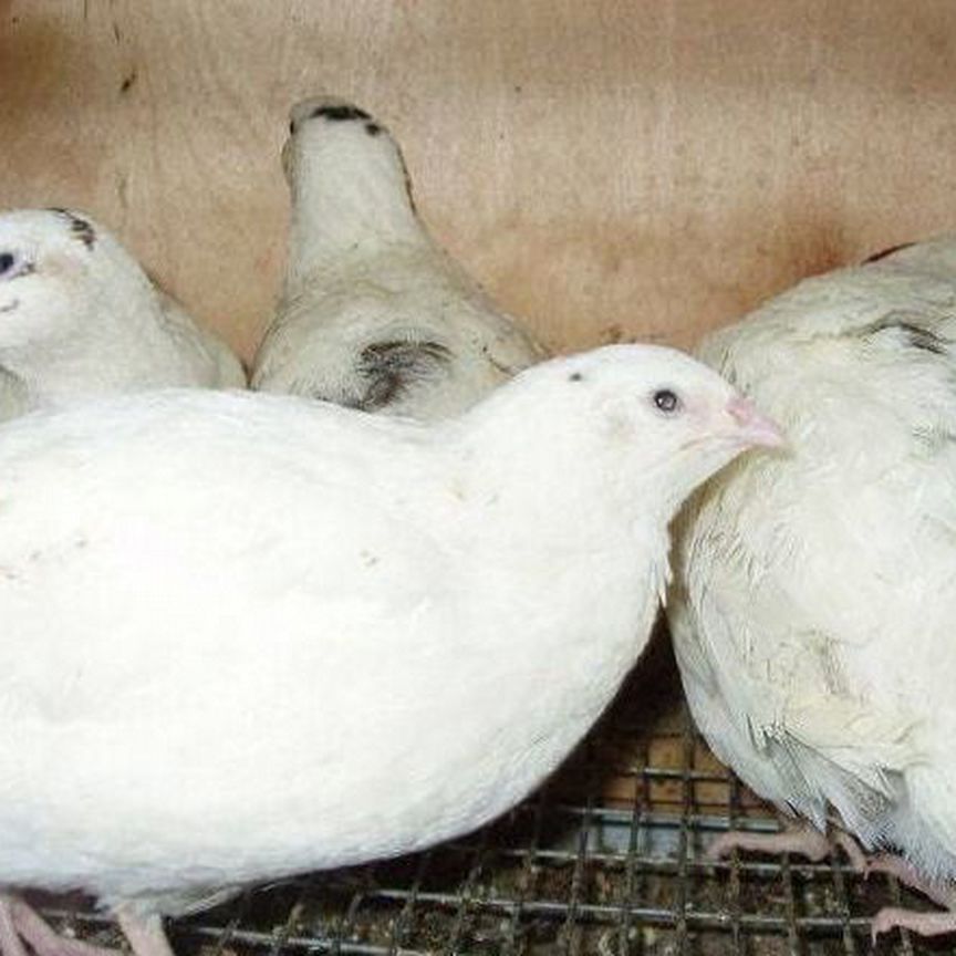 Перепела техасцы