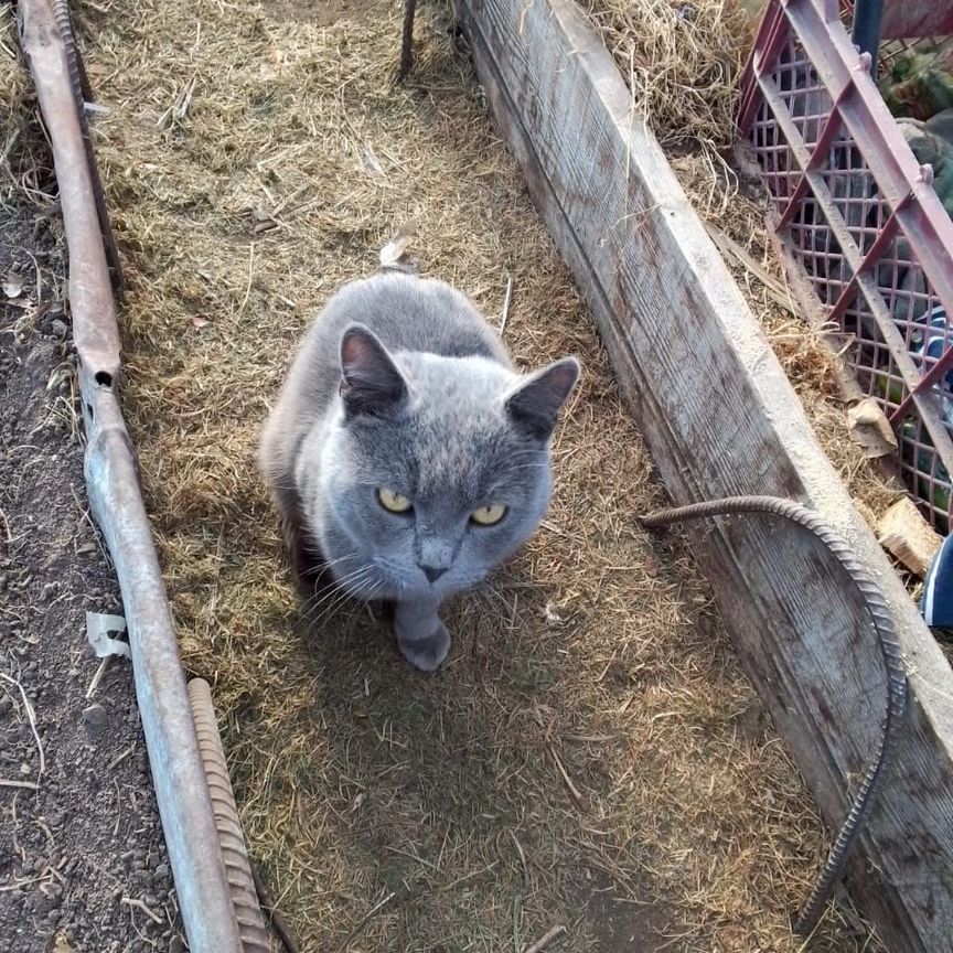 Кот молодой в добрые руки