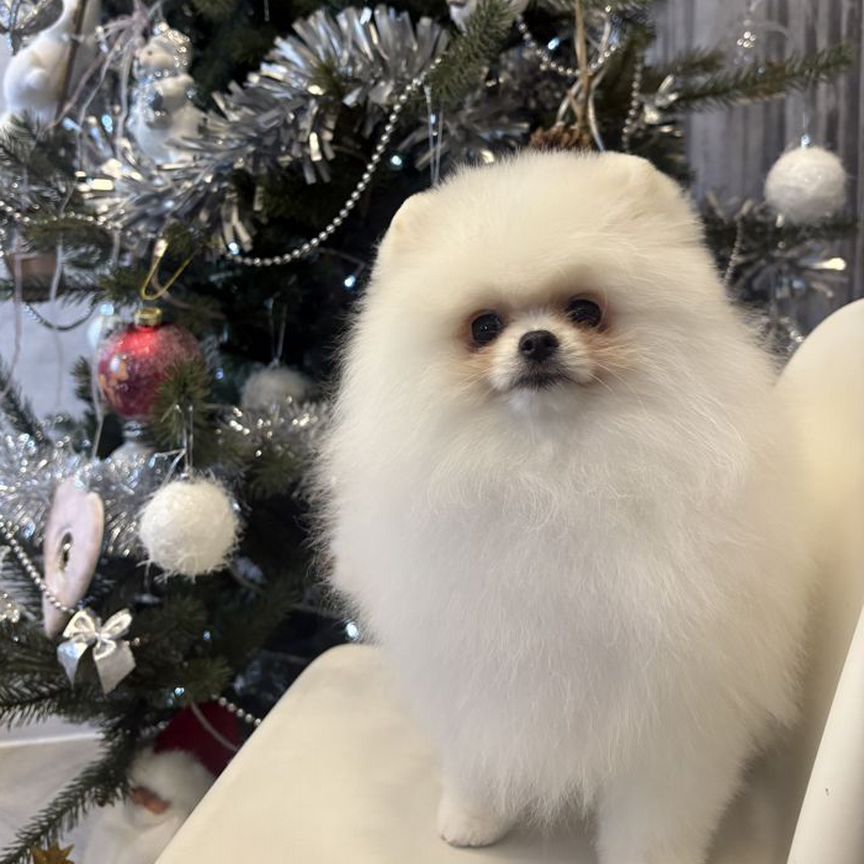 Померанский шпиц, щенок