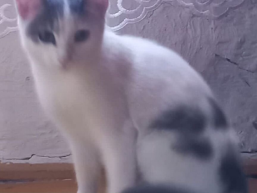 Домашняя кошечка