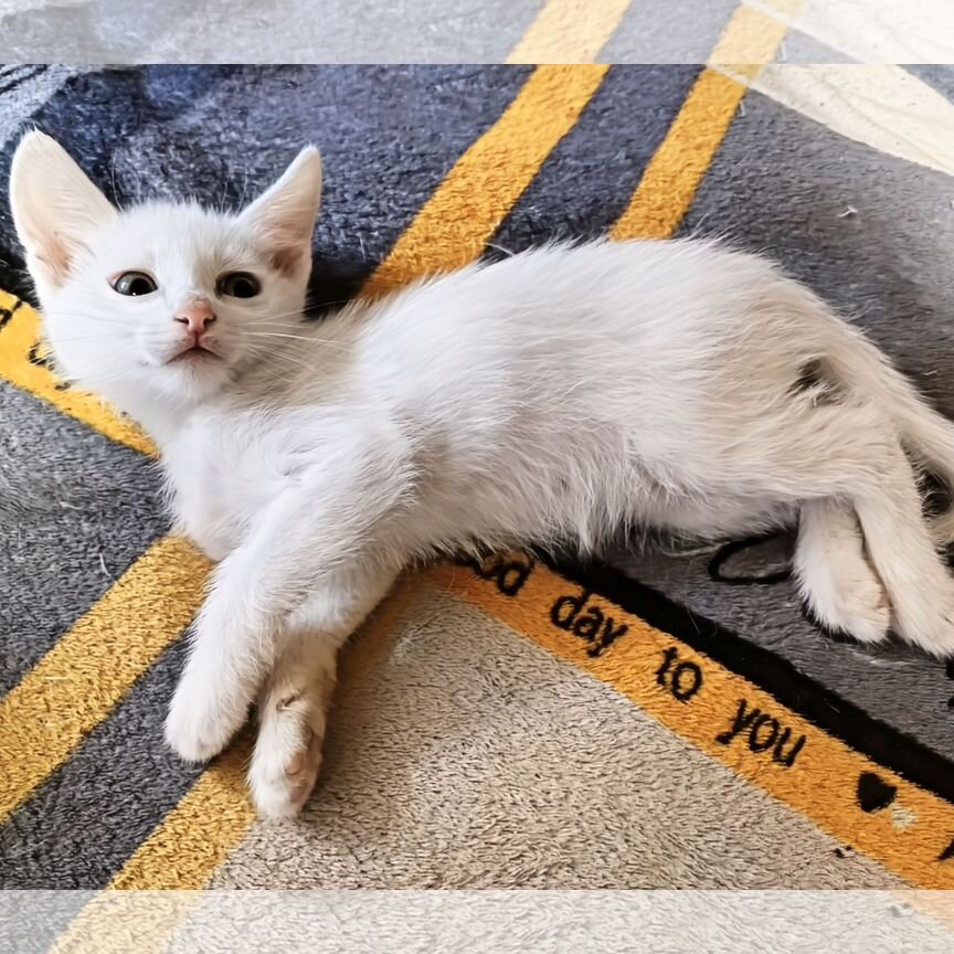 Русский голубой котёнок