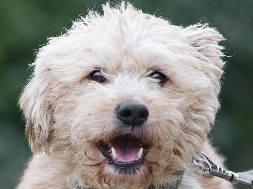 Собака в добрые руки