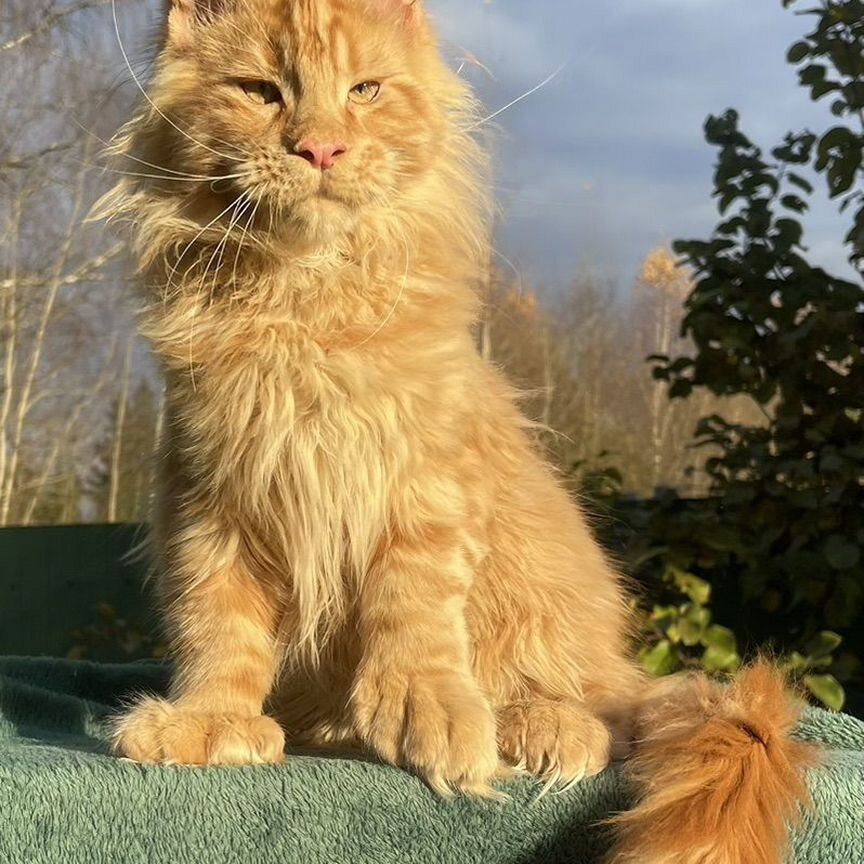 Мейн-кун клубный, огромный котенок
