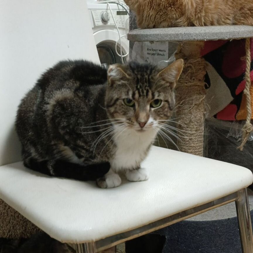 Кошка в добрые руки