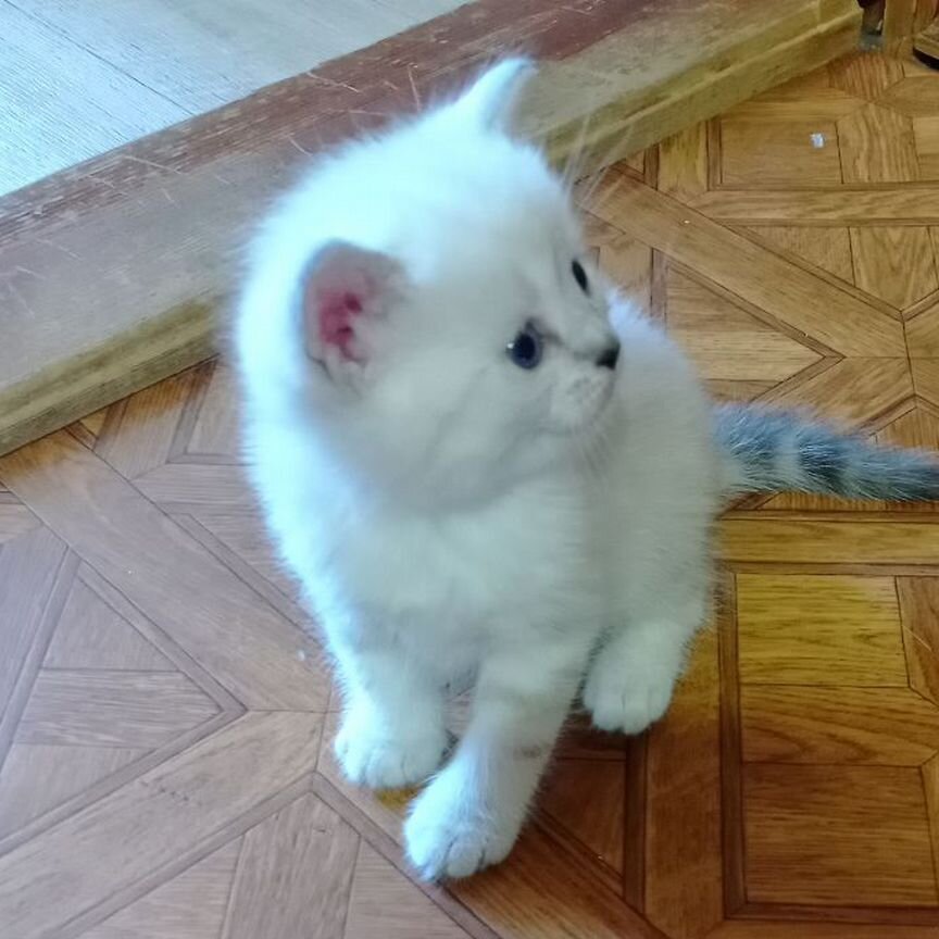 Шотландский прямоухий короткошёрстный котёнок