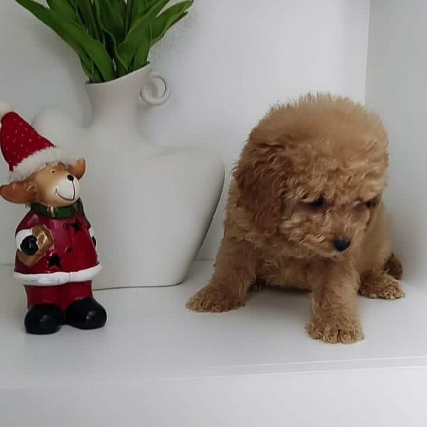 Мальтипу f1 карамелька