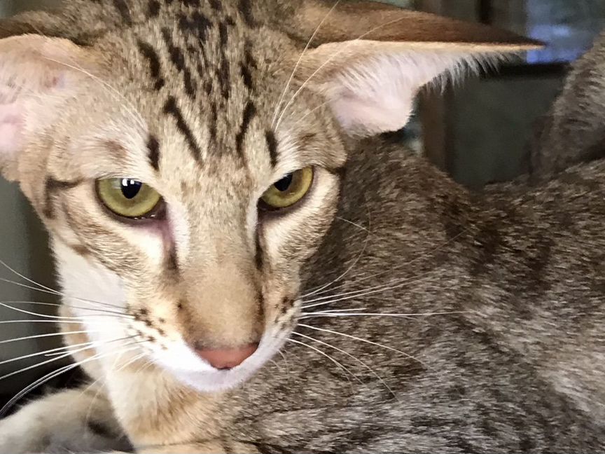 Ориентальный кот экстрим