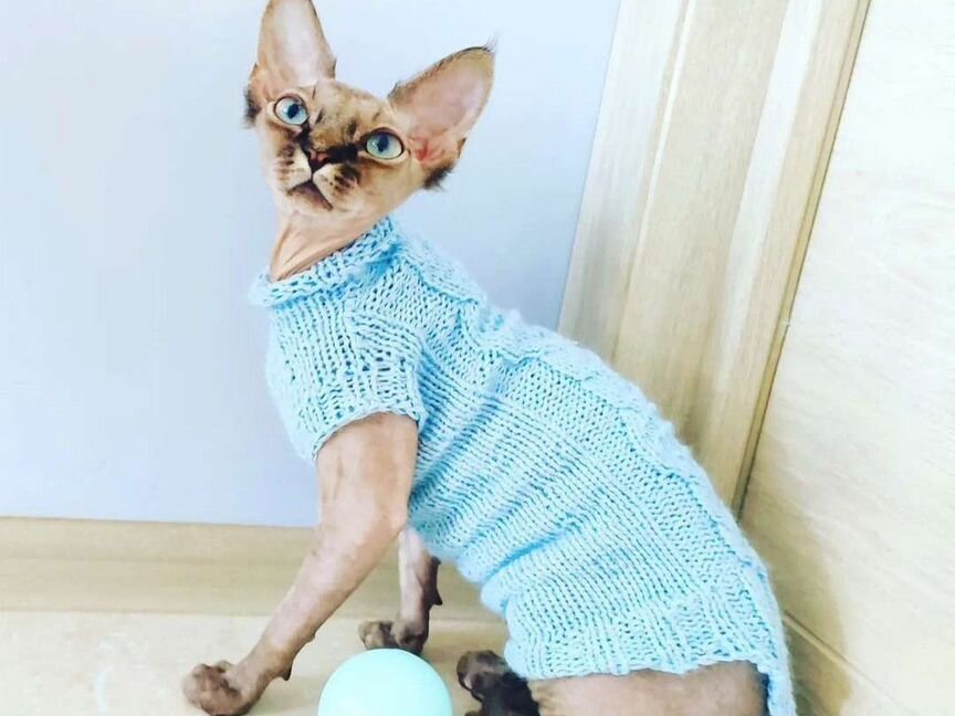 Одежда для кошек