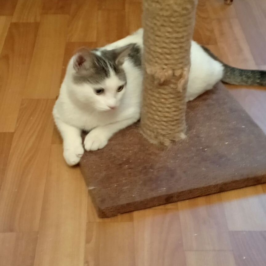 Кошечка милашка ищет свой дом