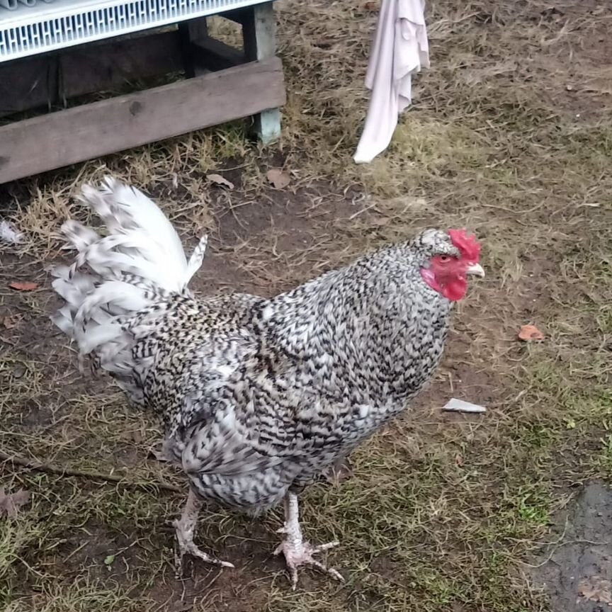 Молодые петухи