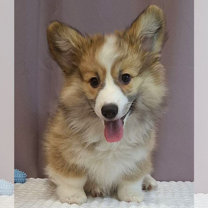 Вельш Корги Пемброк, щенок