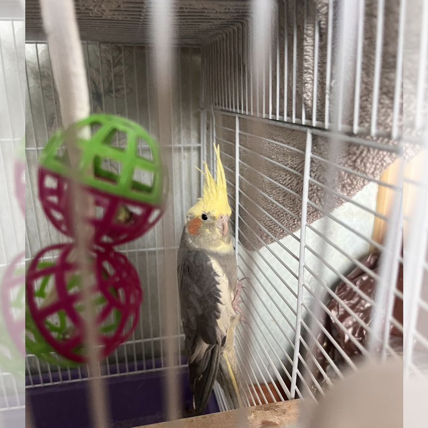 Попугай корелла