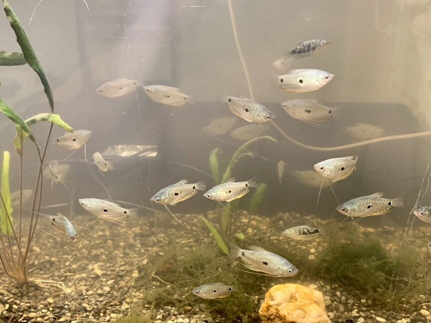 Мальки Гурами