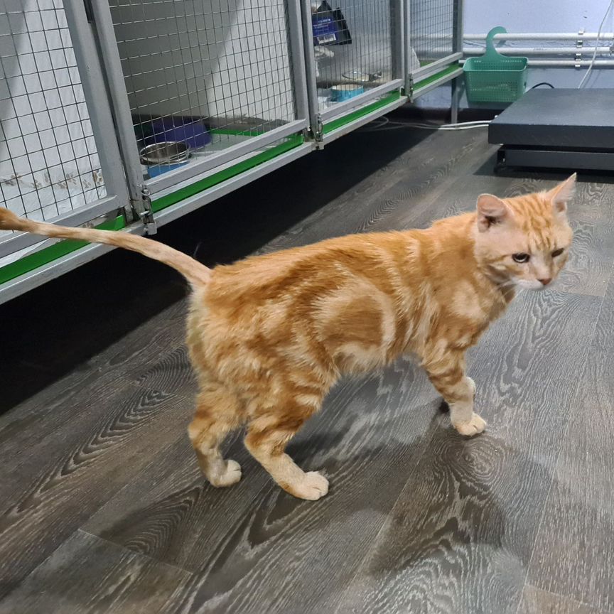 Кот Рамзес для ответственных хозяев. Кастрат